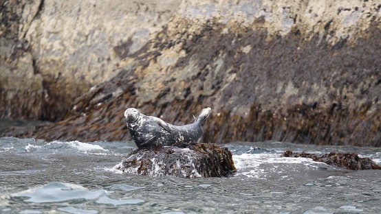 Photos of Skellig Michael Island | Skelligs Rock Cruises