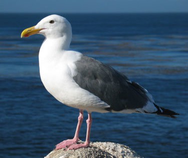 See Skellig Michael Island's Wildlife and Birds