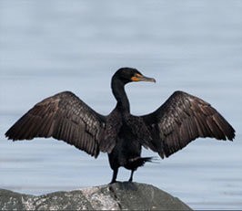 See Skellig Michael Island's Wildlife and Birds