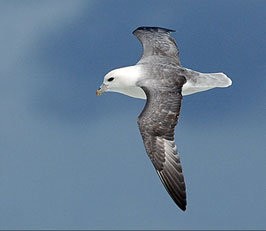 See Skellig Michael Island's Wildlife and Birds