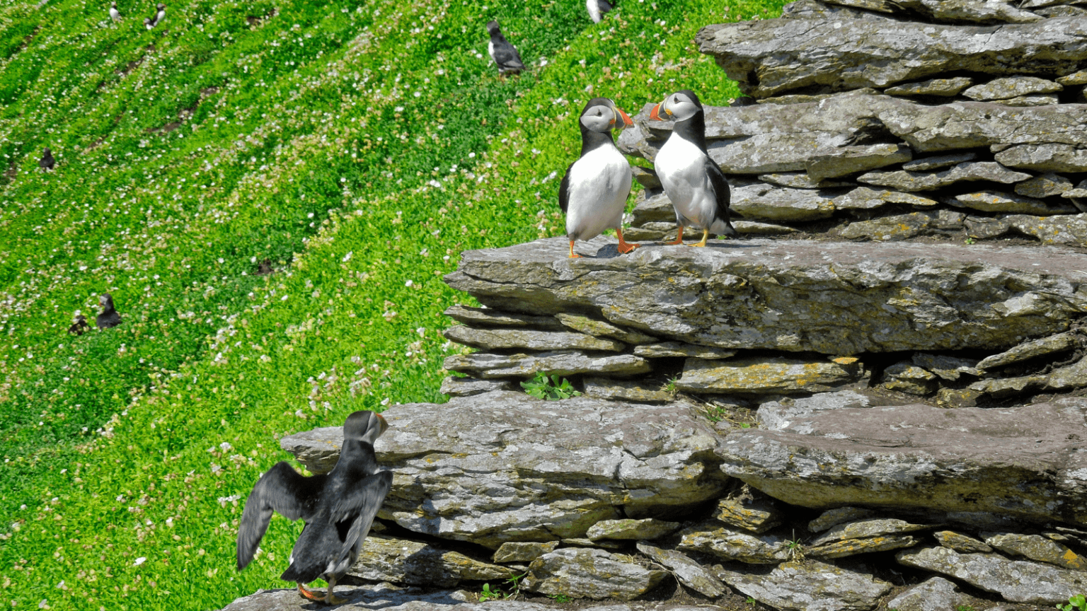 Tour to Skellig Michael | Skelligs Rock Cruises