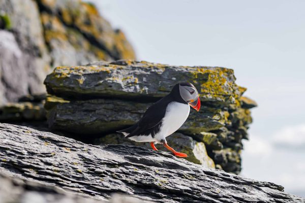 Our tours – Skelligs Rock Cruises